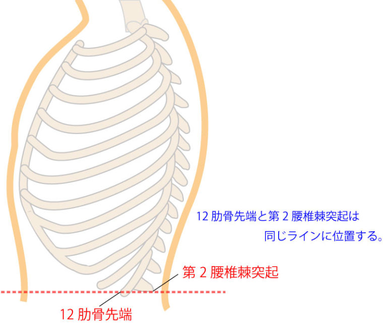 脊柱のランドマーク（C7、Th2・3・7・12、S2)＋ヤコビー線＋α